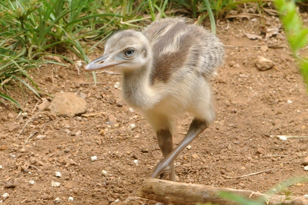 Ovo de ema é incubado por dois machos no zoológico de Gramado | Rio ...