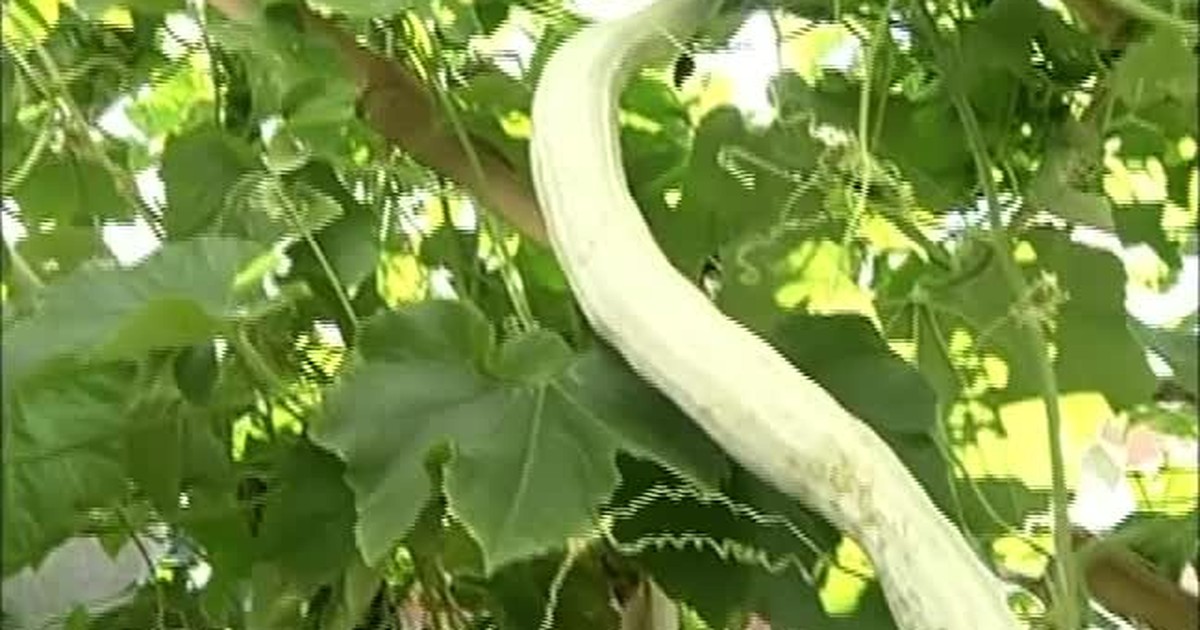 G1 - Quiabo gigante com mais de 1 metro surpreende plantador em Gurupi ...