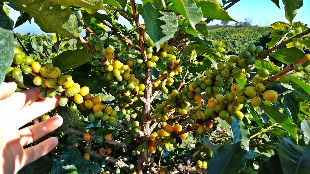 Resistência a doenças e boa produtividade do café arara atrai ...