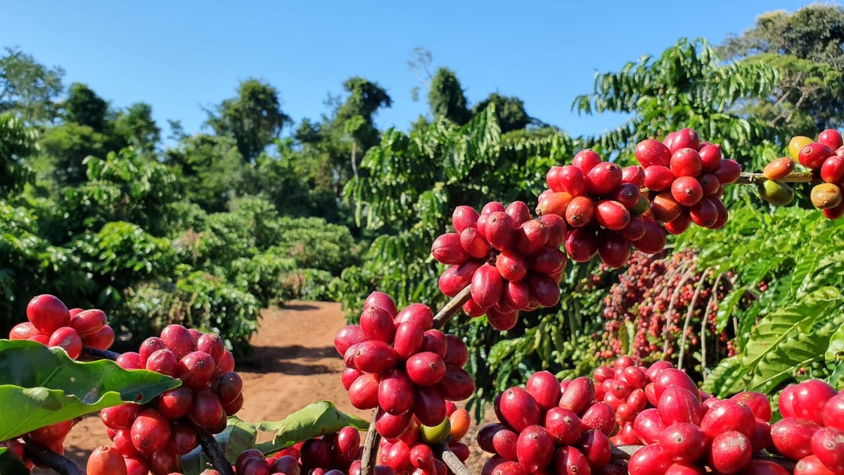 Concurso voltado para mulheres produtoras de café canéfora no Brasil é ...