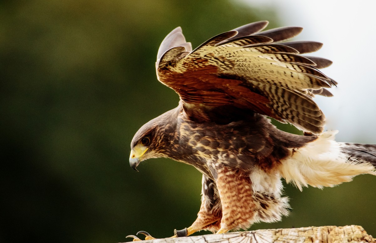 Copa do Catar: quais animais acertaram as previsões dos jogos até agora ...