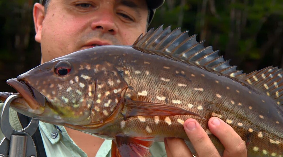 Dia de encontrar um dos símbolos da Amazônia | Terra da Gente | G1