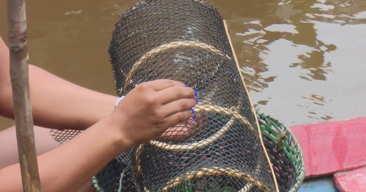 Como Será - Você conhece o matapi?