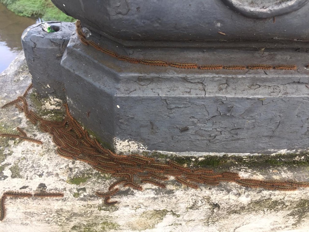 Vídeo flagra invasão de lagartas no RJ; 'a maior quantidade de bicho ...