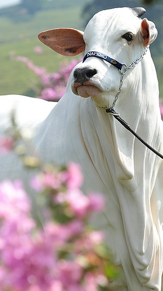 Vaca mais cara do mundo é brasileira e tem vida luxuosa; veja fotos