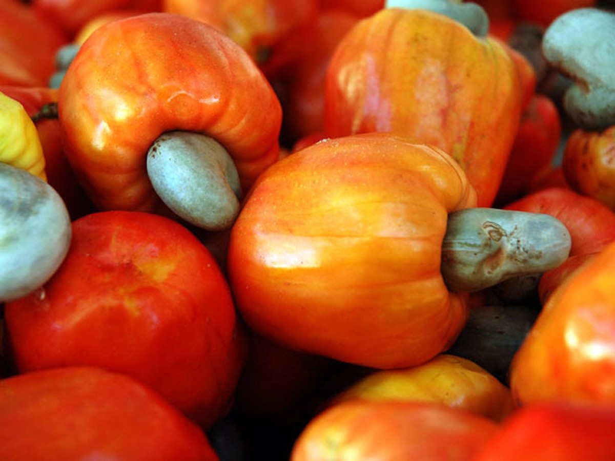 'Castanha' de caju deveria receber outro nome; entenda | Agronegócios | G1