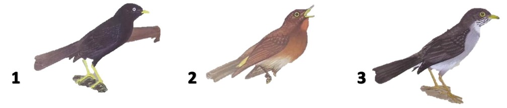 Conheça os sabiás que podem ser encontrados no Brasil | Especiais | G1