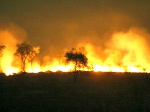 G1 - Secretaria e Ibama em MS proíbem queima controlada a partir do dia ...