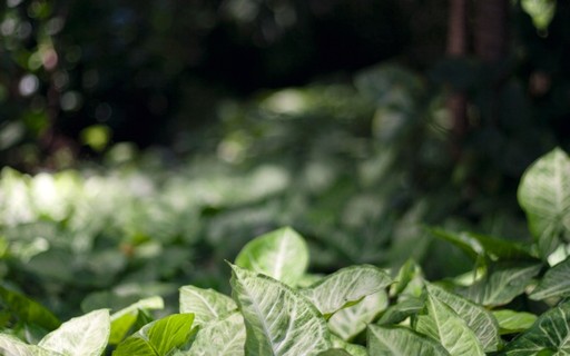 Como cuidar do Singônio - Casa e Jardim | Seleção Natural