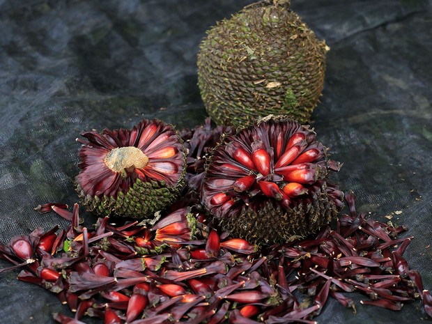 G1 - Pinhão pode ser colhido e vendido a partir desta sexta-feira no ...