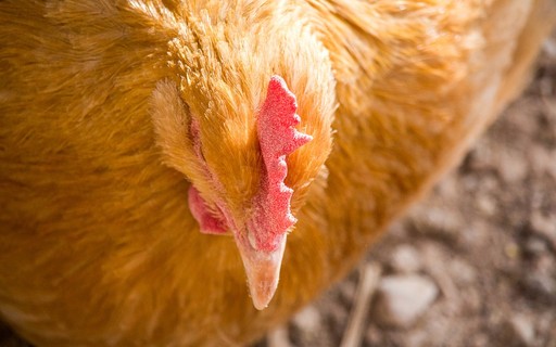 "Frango tite", crônica de Ferreira Gular - Revista Globo Rural | Cultura