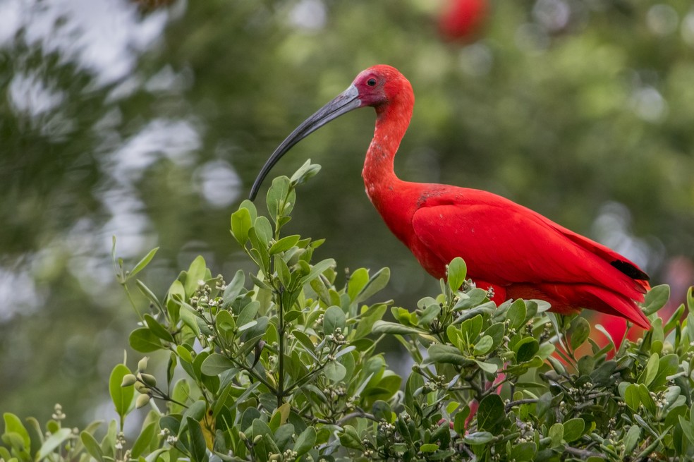 Entenda a importância e o significado do retorno dos guarás a ...