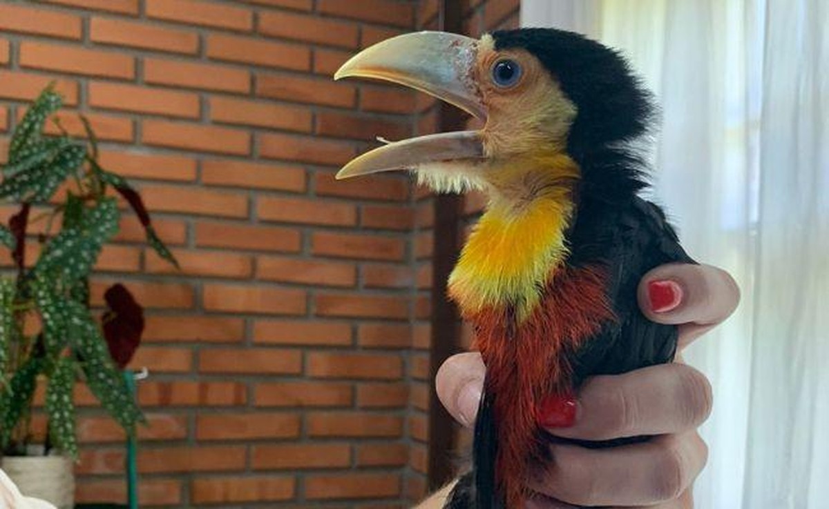 Filhotes de tucano são resgatados em Novo Hamburgo; veja fotos | Rio ...