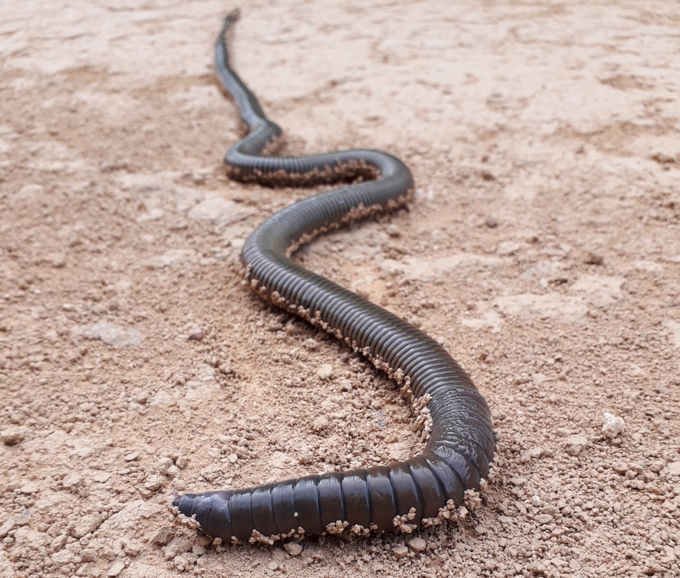 Bicho Preto Que Parece Minhoca - FDPLEARN