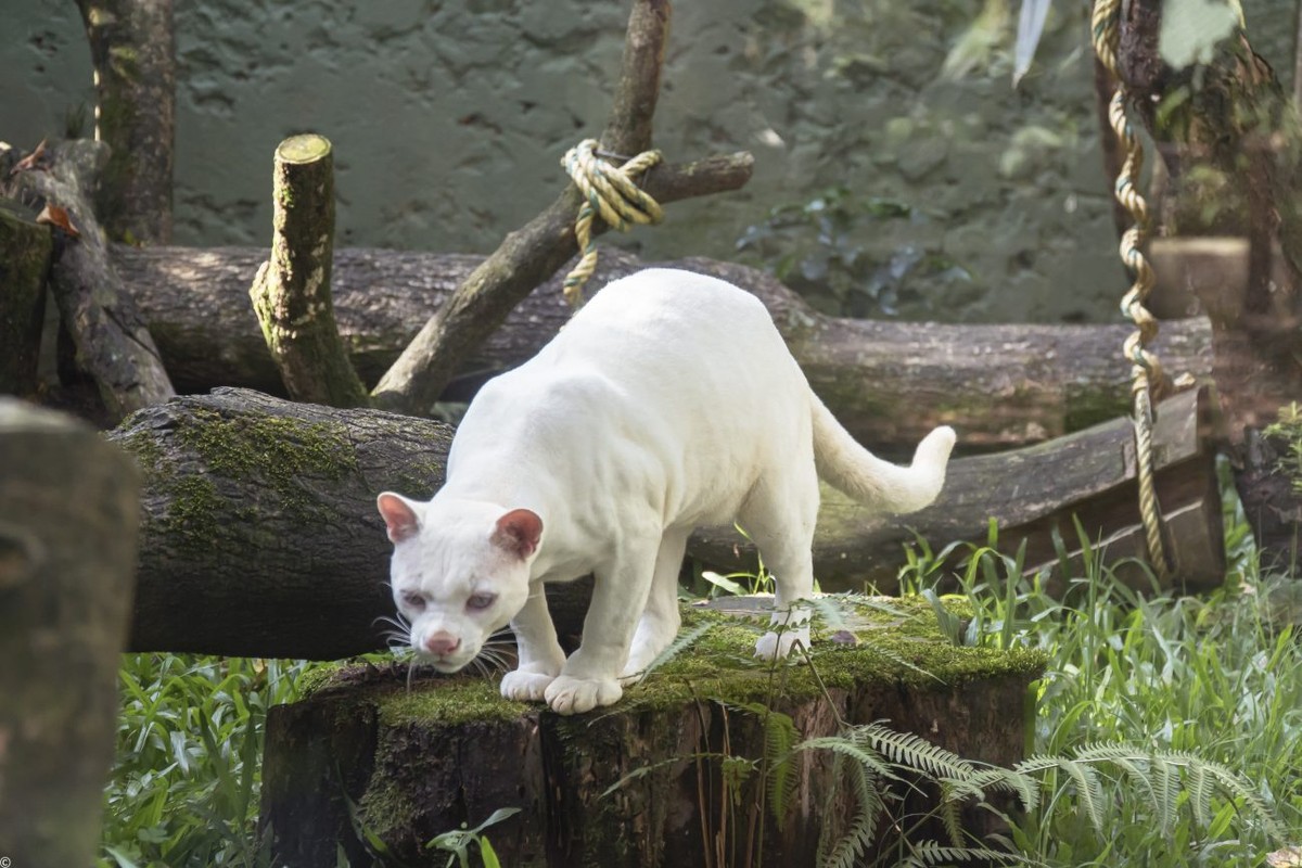 Única jaguatirica albina do planeta vive na Colômbia | Terra da Gente | G1