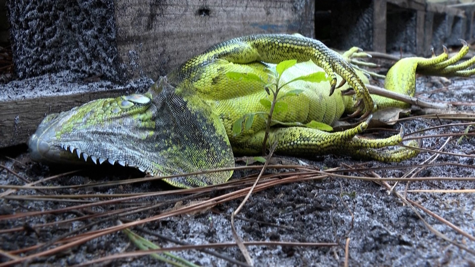 'Chuva de iguanas': animais congelados caem de árvores nos Estados Unidos; vídeo