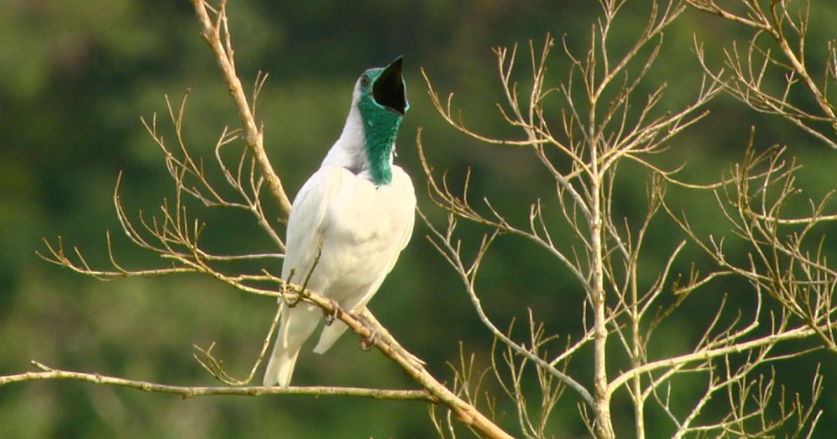 G1 - Araponga - notícias em Fauna