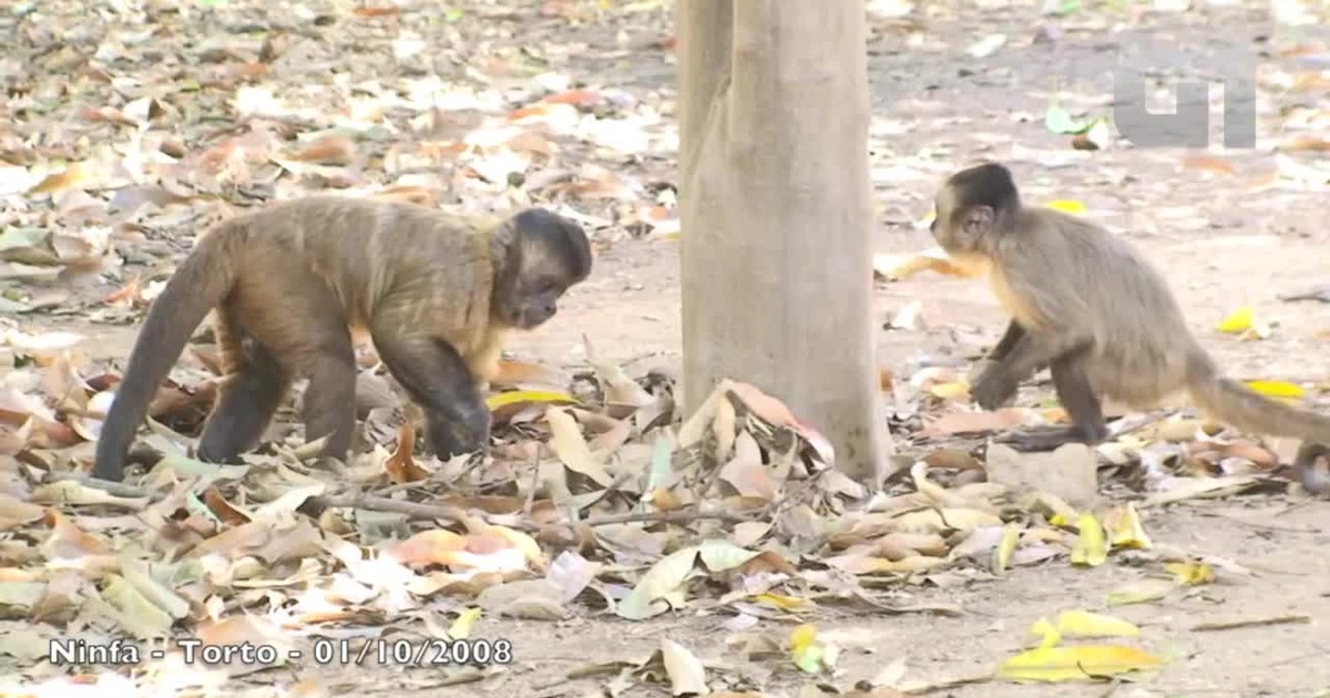 Natureza - Fêmeas de macaco-prego jogam pedras em parceiro para acasalar