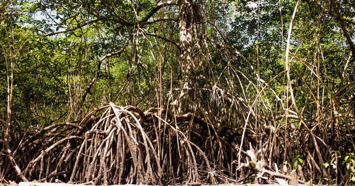 G1 - Pesquisadores estudam ecossistemas de Curuçá, no Pará - notícias ...
