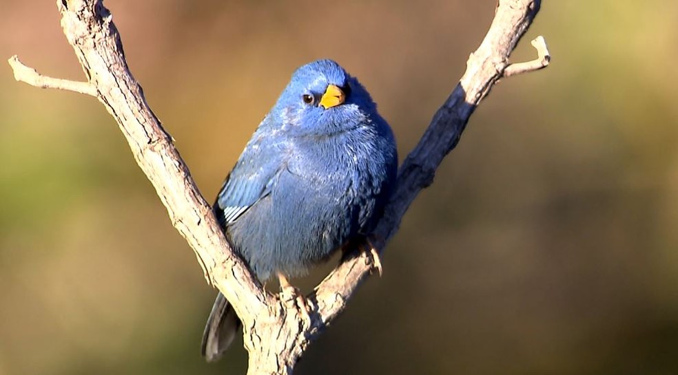 Origem das aves: pesquisadores revelam como esses seres surgiram em ...