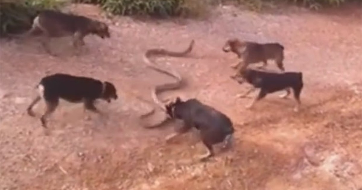 G1 - Cinco cães são filmados atacando cobra enorme - notícias em ...