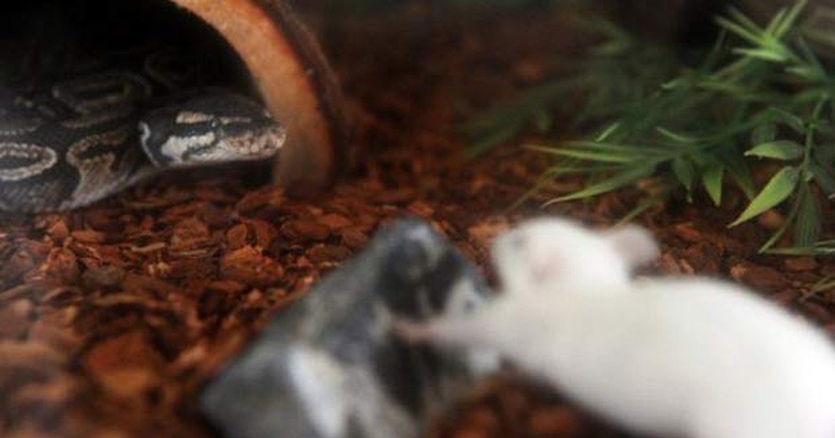 G1 - Fotógrafo registra sequência de ataque de cobra contra roedor ...