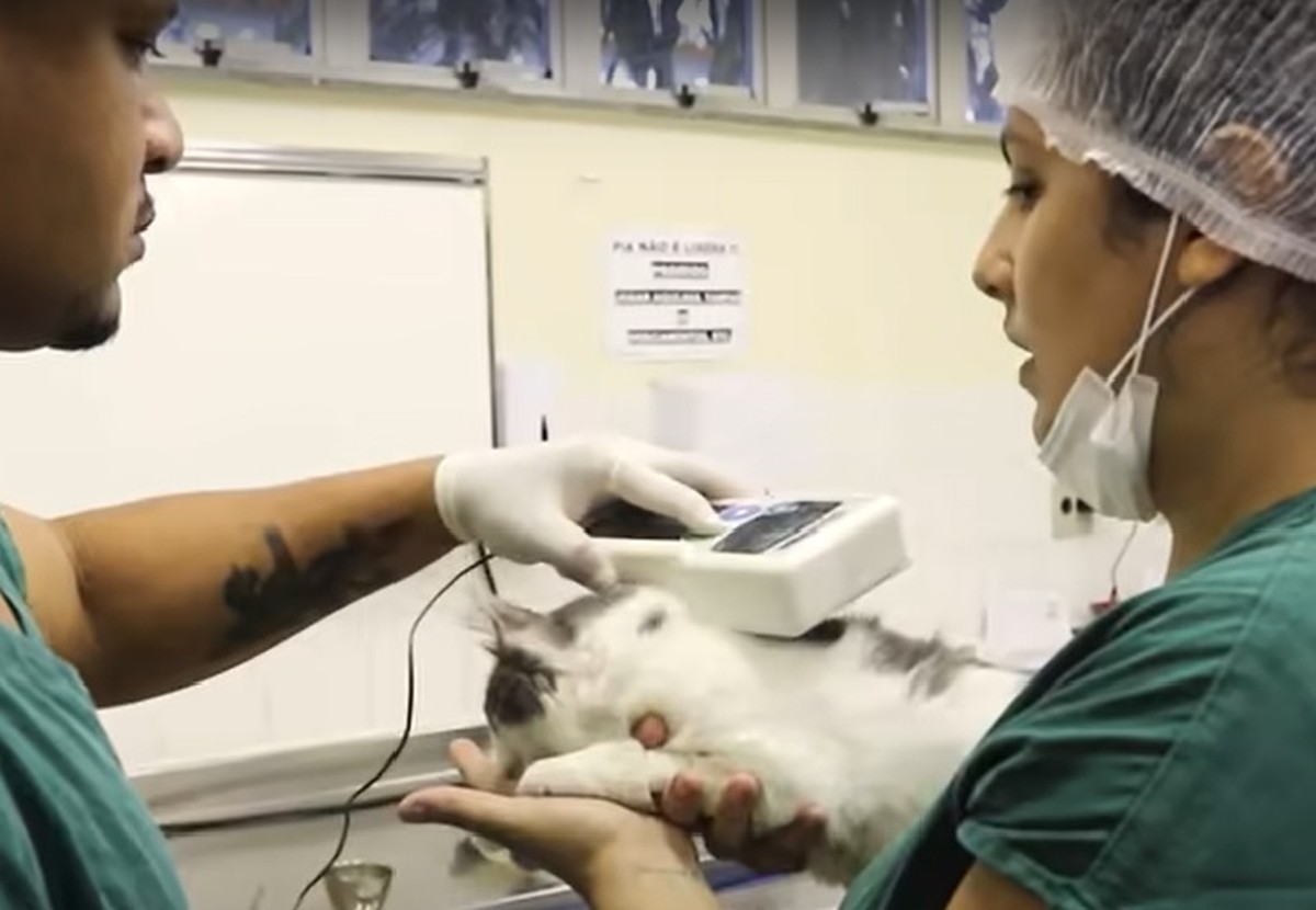 Cordeirópolis aprova microchip em animais domésticos; tutores têm 180 ...