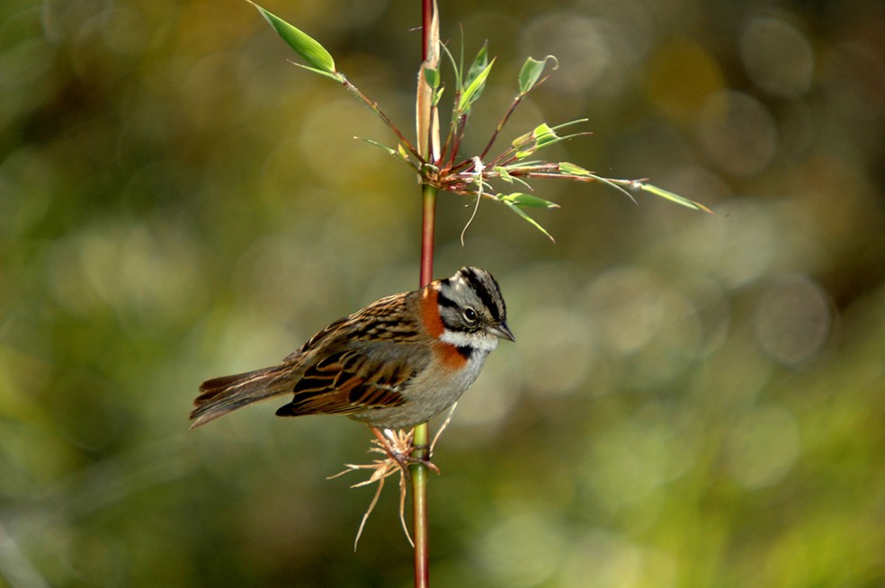 Da canção à fama na natureza: você conhece o tico-tico? | Fauna | G1