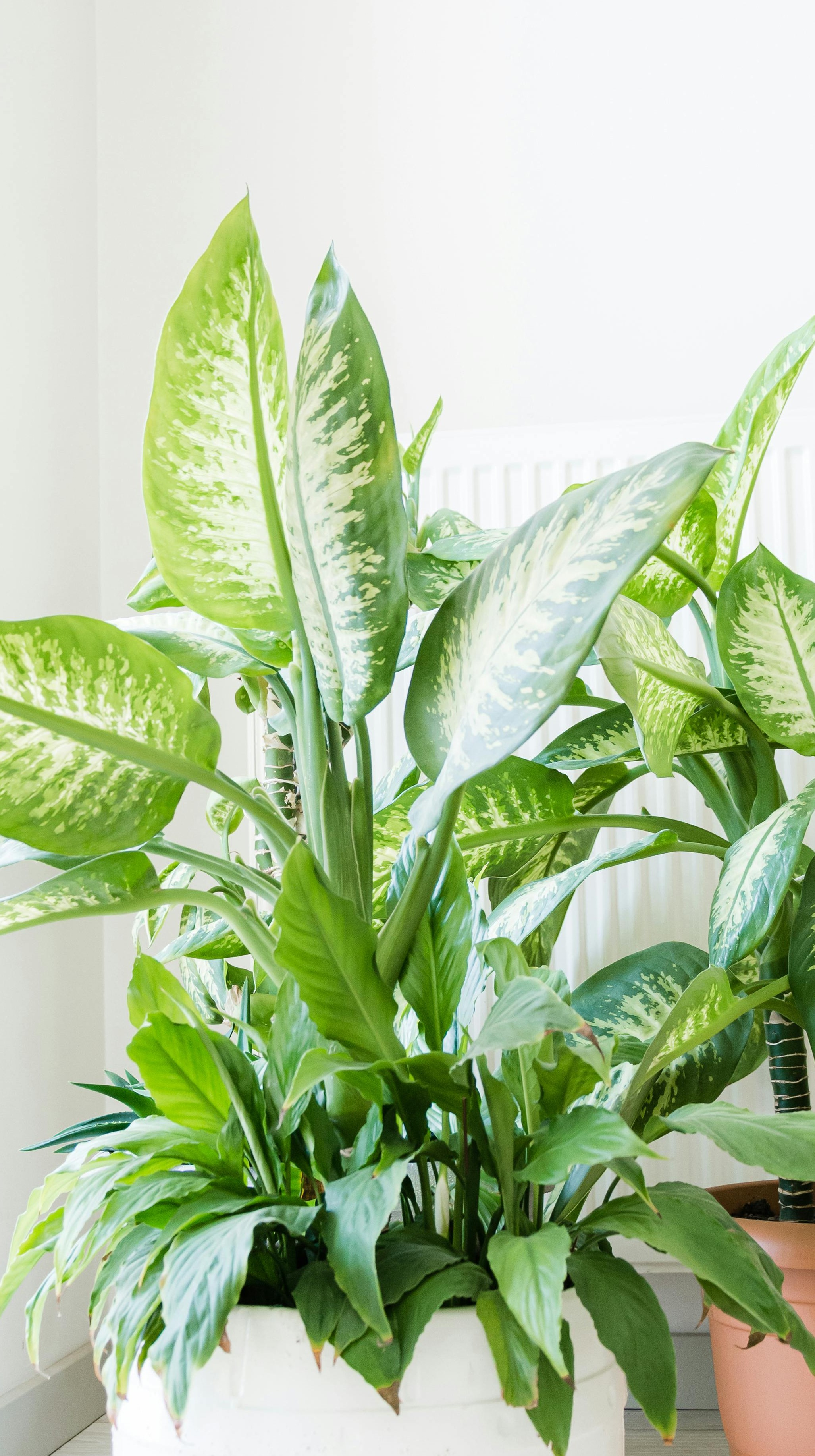 Comigo-ninguém-pode: tudo sobre a planta