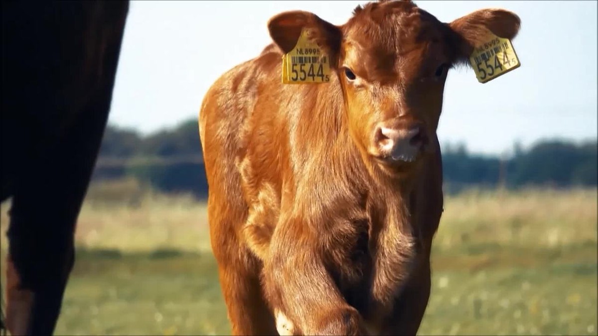 Criação de boi fatura R$ 76 bilhões por ano no Brasil | Agro a ...