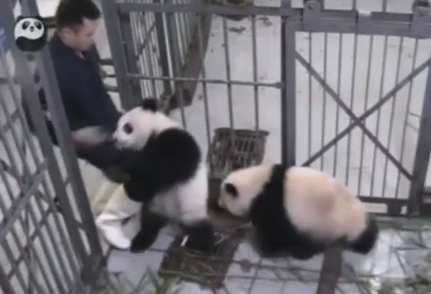 Natureza - Filhote de panda 'carente' agarra a perna de tratador na China