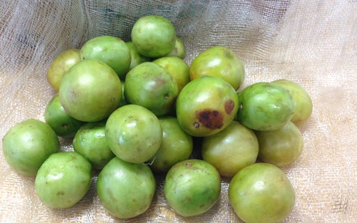 Como plantar umbu - Revista Globo Rural | Vida na Fazenda