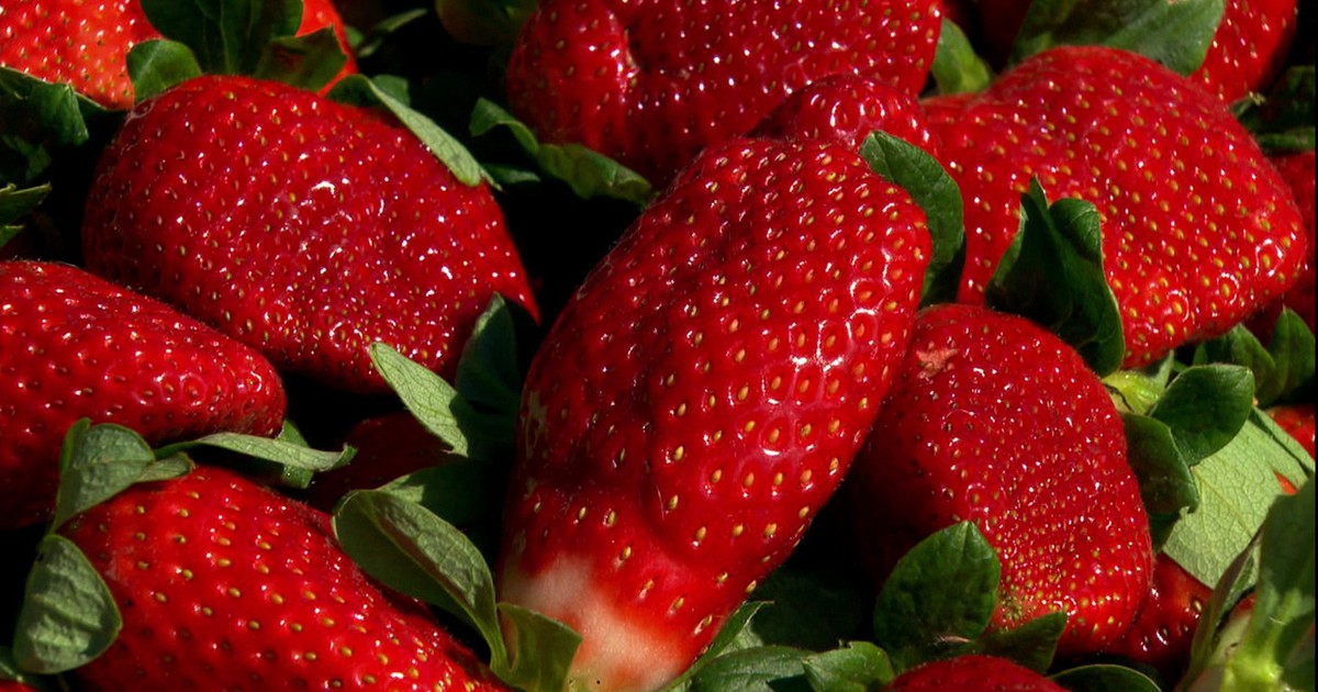 Agronegócios - Produtor do ES desenvolve sistemas de cultivo de morango ...