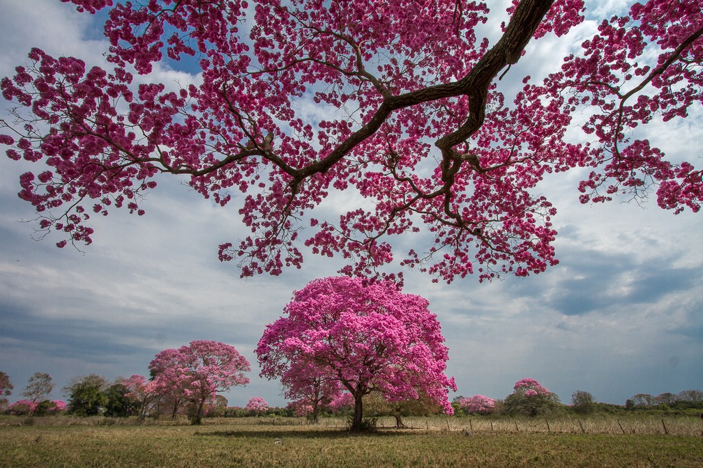 Florada de ipês-rosas é registrada por fotógrafo no Pantanal ...