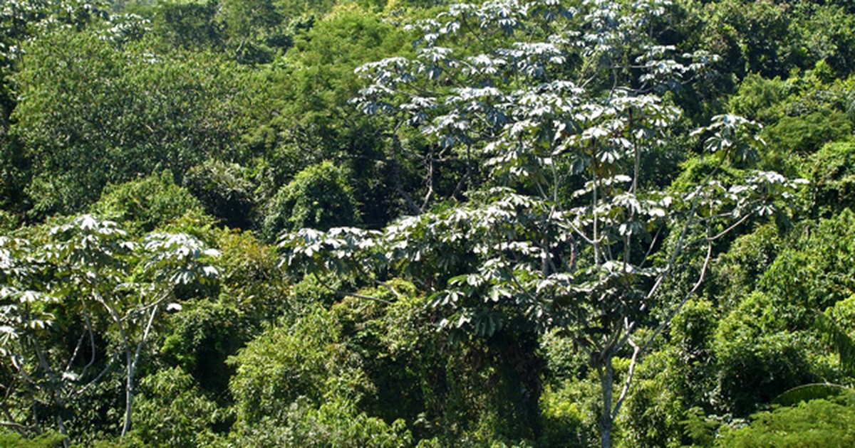 G1 - Embaúba-prateada - notícias em Flora