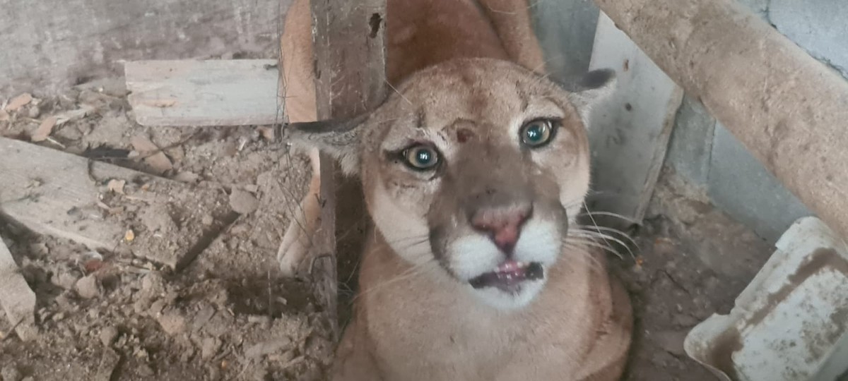 Presa em galinheiro, onça-parda ganha close antes de ser sedada e ...