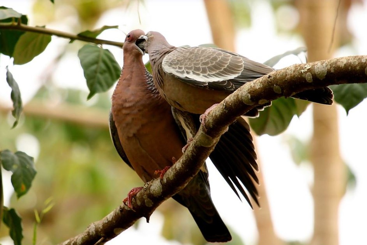 Entenda o que é o ‘leite-de-papo’ usado por algumas aves para alimentar ...