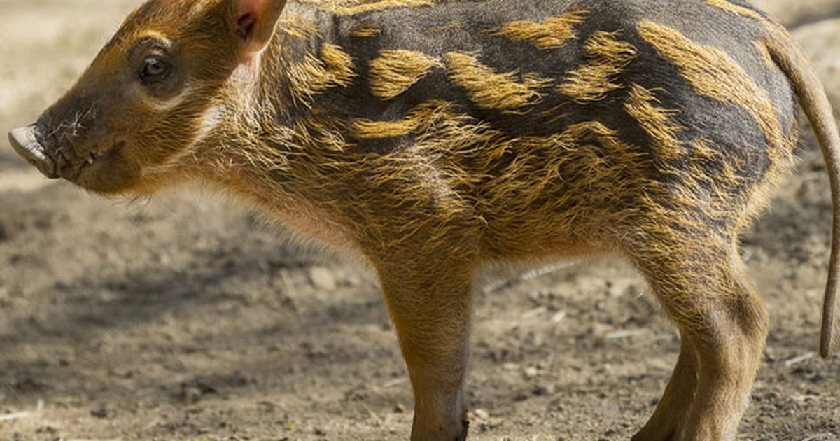 Natureza - Zoológico dos EUA divulga foto de filhote de porco selvagem