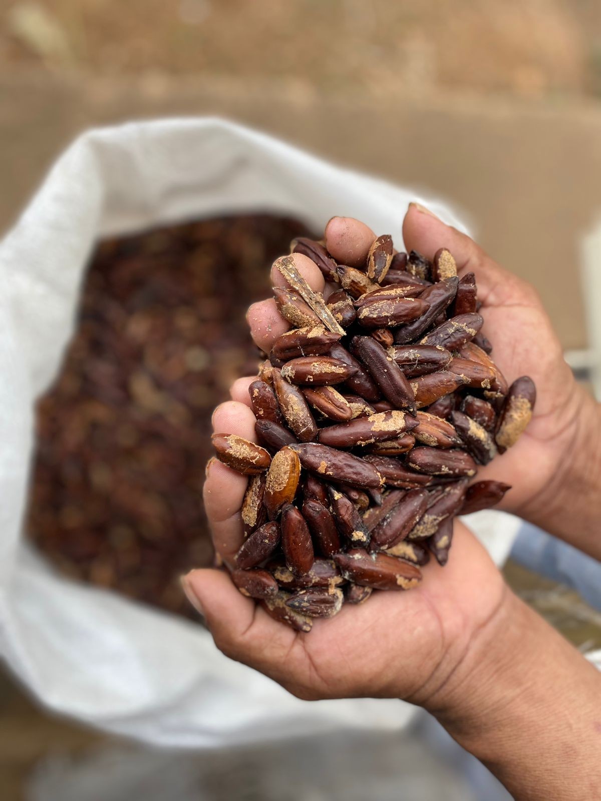 Cumaru: semente nativa da Amazônia conhecida como 'baunilha brasileira ...