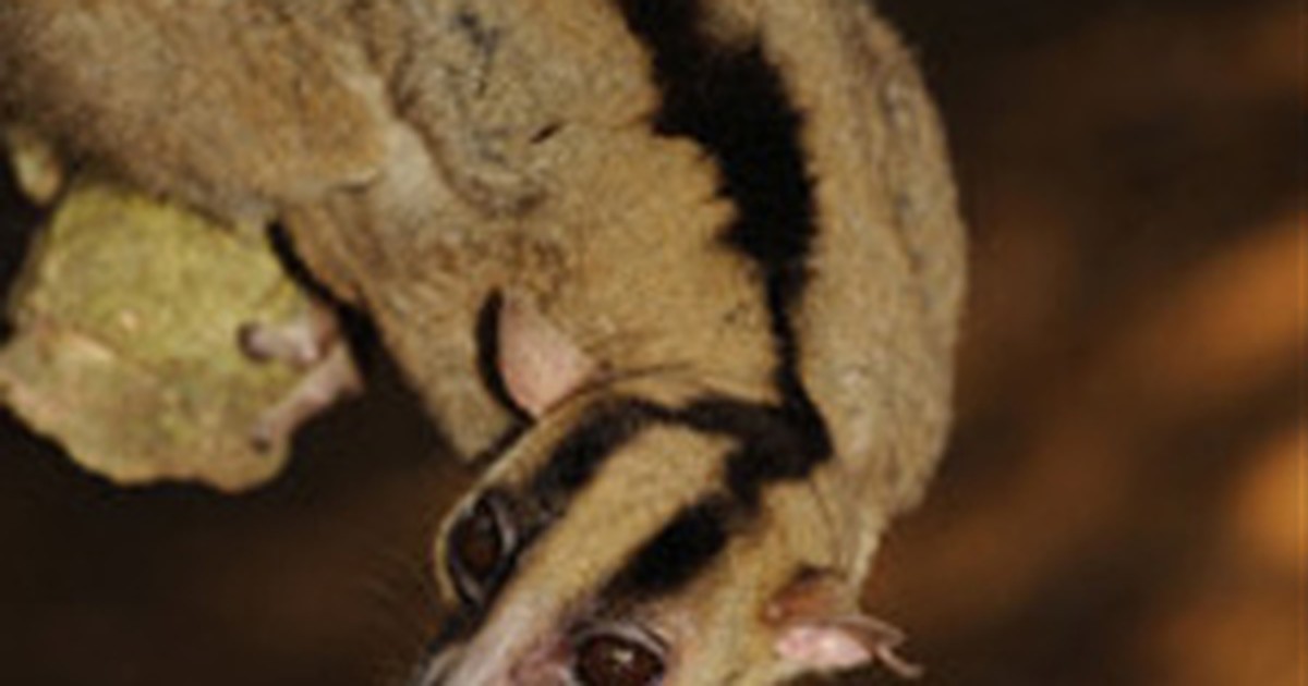 G1 - Cientistas dizem ter descoberto nova espécie de lêmure em ...