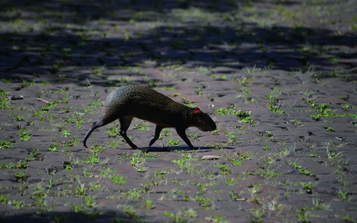 Como criar paca? Mamífero de baixo custo e que dá lucro - Revista Globo ...