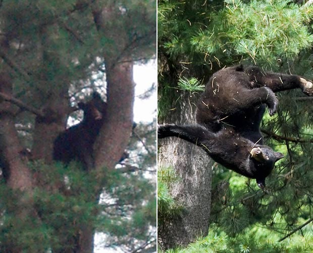 G1 - Pela 2ª vez no mês, urso é 'derrubado' de árvore em área ...