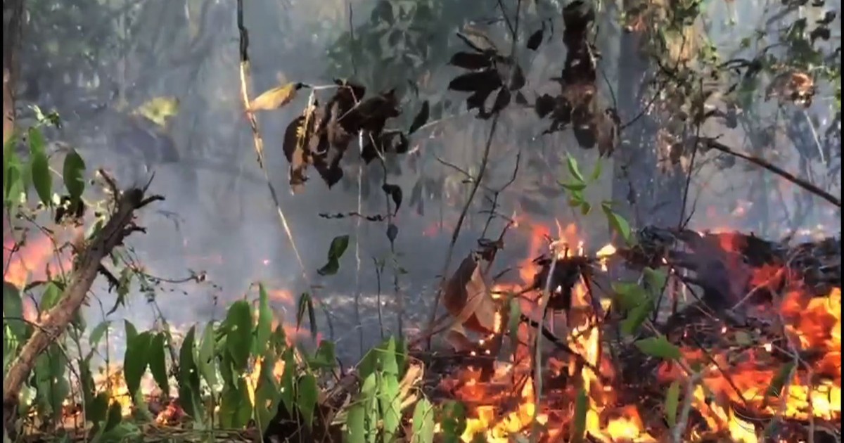 G1 - Animais são prejudicados com as queimadas em matas em MT ...