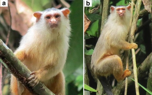 Nova espécie de sagui é descoberta no "arco do desmatamento" da ...