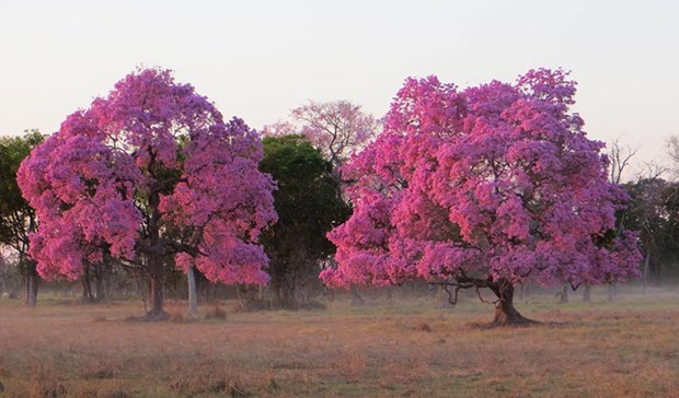 G1 - Ipê-rosa e ipê-roxo-de-bola enfeitam a paisagem urbana com belo ...