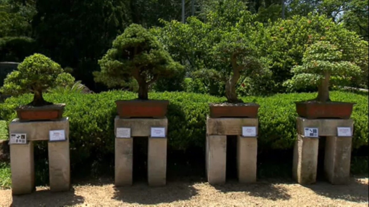 Conheça a técnica milenar do cultivo de bonsai, que mistura arte e ...
