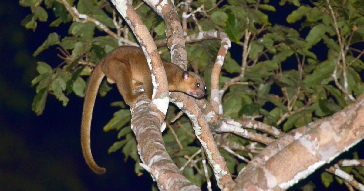 G1 - Jupará tem hábito noturno e é confundido com macacos - notícias em ...