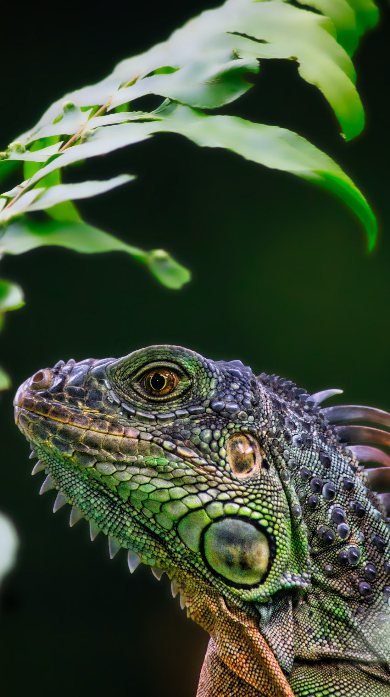 6 animais reais que já foram considerados mitológicos | Webstories ...