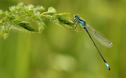 Nova espécie de louva-a-deus da Mata Atlântica homenageia Museu ...