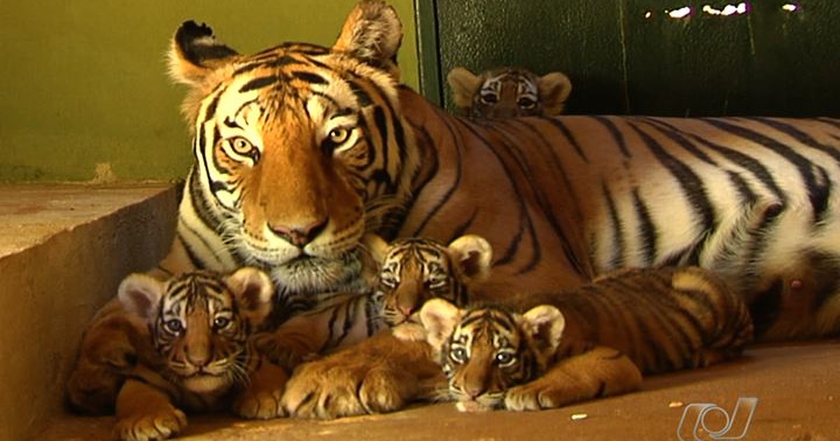 G1 - Filhotes de tigres de bengala já estão expostos no Zoológico de ...
